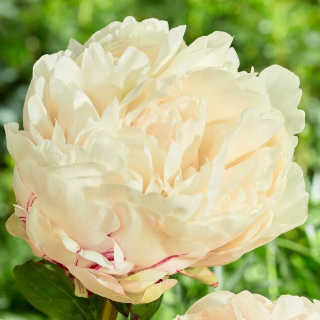 Paeonia Piwonia chińska Class Act 1 szt. 3-5 oczek sadzonka sadzonki – 229945933 - ERLI.pl