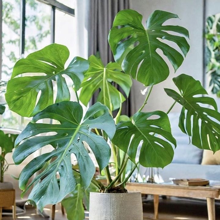 Najpiękniejsza Monstera Deliciosa DZIURAWA Roz. M Zachwycająco Duże ...