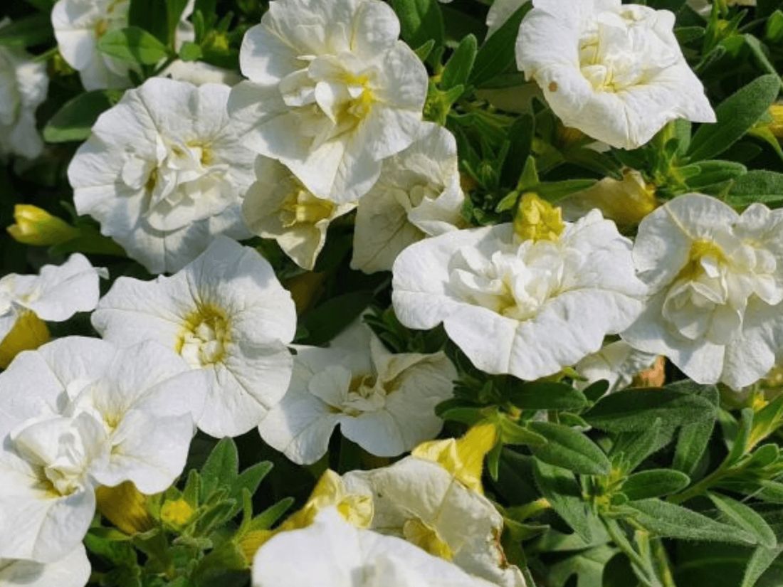 Calibrachoa Superbells Unique Double White białe kwiaty P9 – 234480504 ...