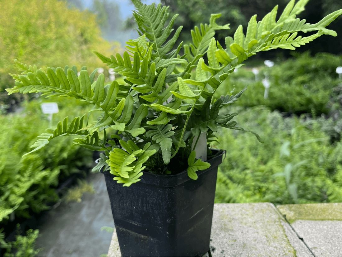 Paprotka zwyczajna 'Bifido Multifidum' P9 – 192370556 - ERLI.pl