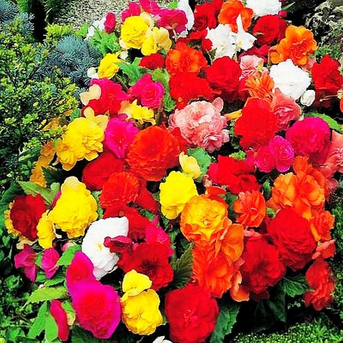 Begonia Non-Stop Mix 5 szt. sadzonka sadzonki Begonie – 235426868 - ERLI.pl