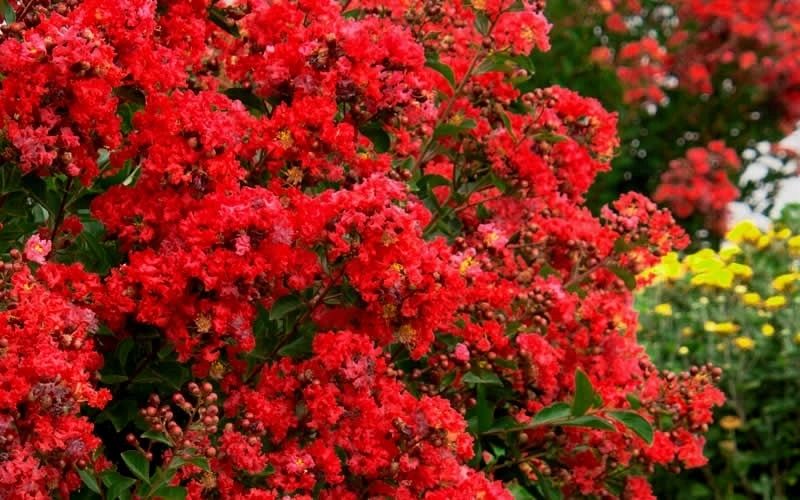 LAGERSTROEMIA INDYJSKA PETIT RED NAJDŁUŻEJ KWITNĄCY KRZEW ŚWIATA ...