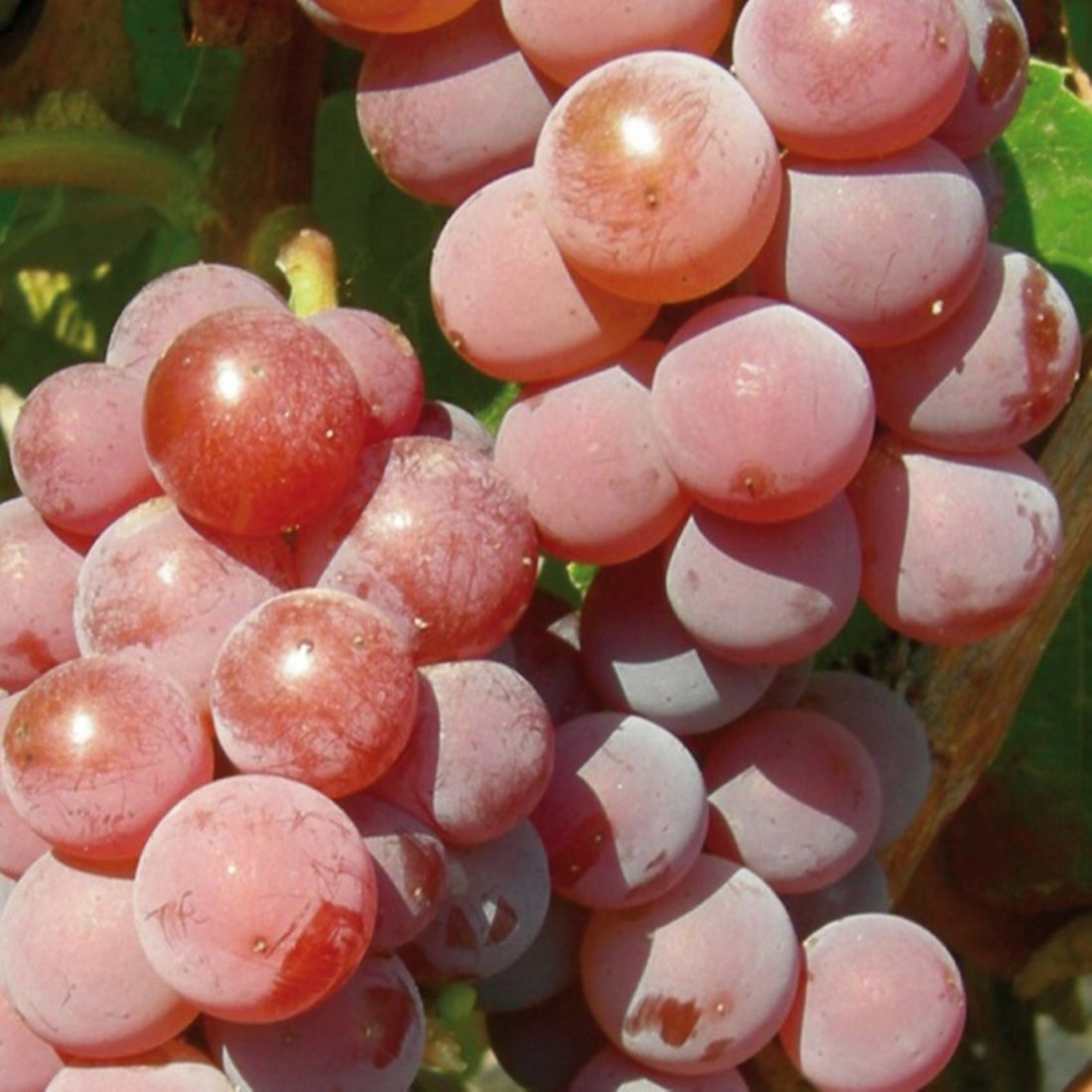 Winorośl Canadice - doniczka sadzonki winogron winorosli – 244355261 ...