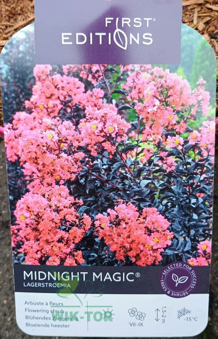 Lagerstremia indyjska Midnight Magic Różowa Kwitnie Lato-Jesień ...