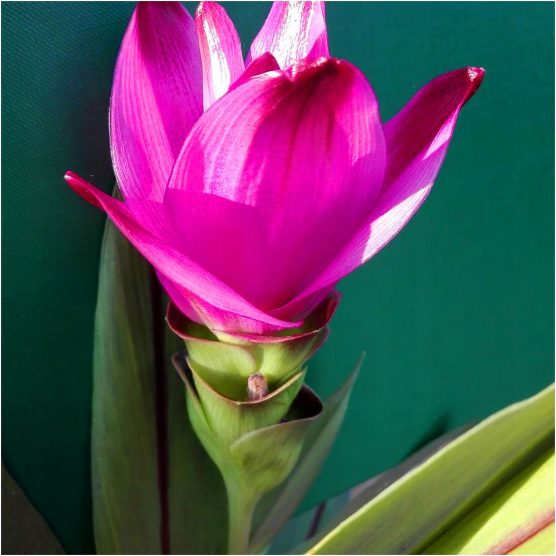 KURKUMA RÓŻOWA CURCUMA PINK WONDER cebulki 1 szt.+ GRATIS – 244907708 ...