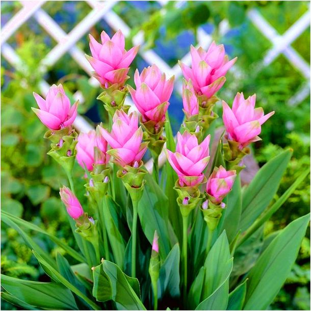 KURKUMA RÓŻOWA CURCUMA PINK WONDER cebulki 1 szt.+ GRATIS – 244907708 ...