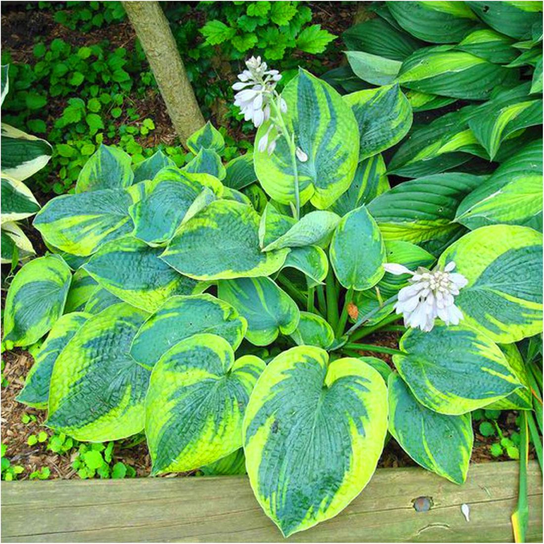 HOSTA FUNKIA FRANCES WILLIAMS sadzonki 1 szt. + GRATIS – 244908294 ...