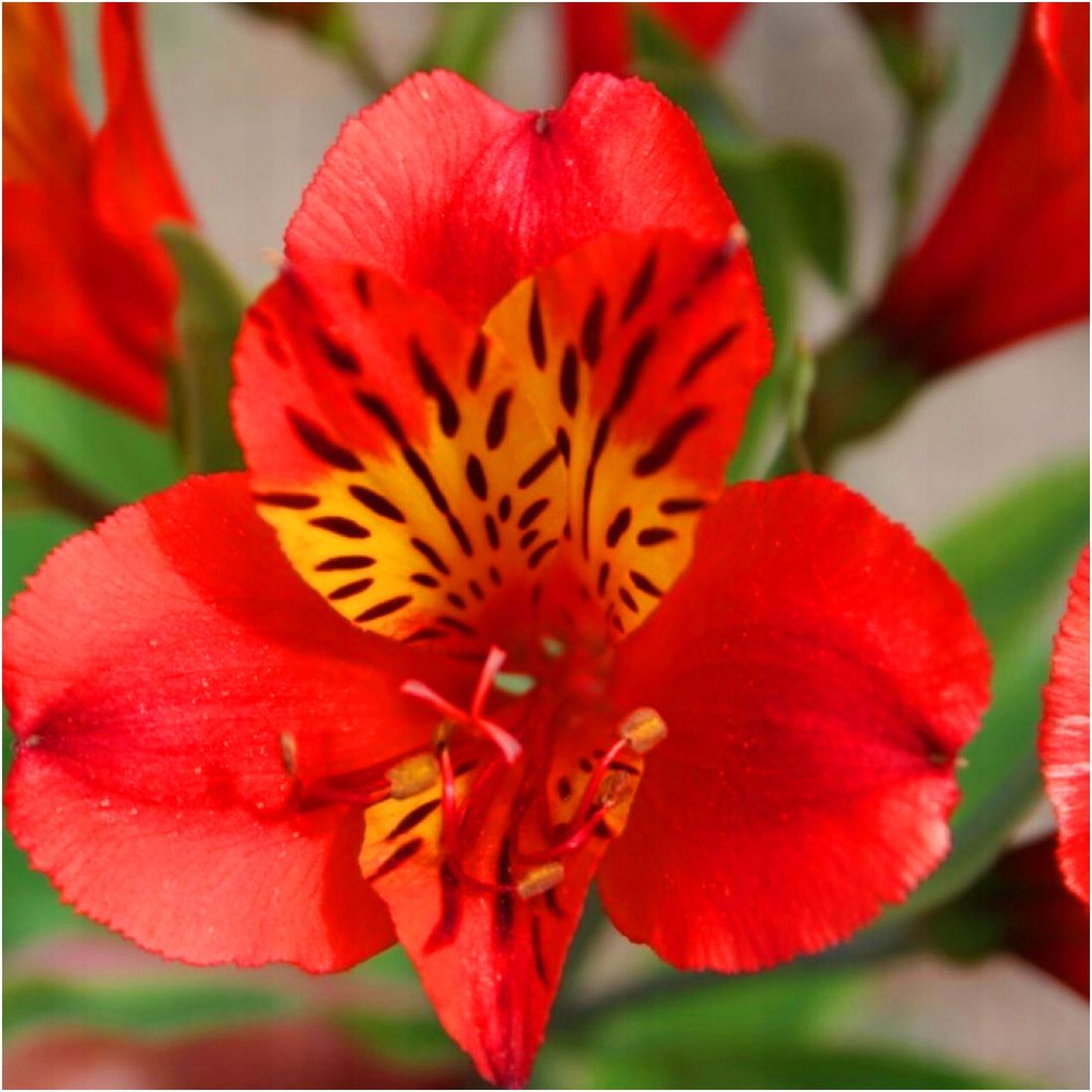 ALSTROEMERIA OGRODOWA MARS CZERWONA sadzonki 1 szt. + GRATIS ...