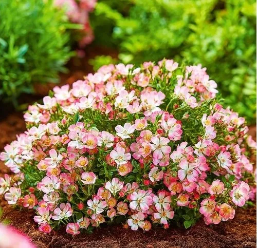 UNIKAT! PRZEPIĘKNA KARŁOWA MINI RÓŻA CUTIE PIE – 246627684 - ERLI.pl