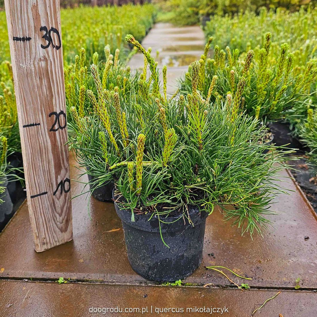 Sosna Kosodrzewina Duża XL Pinus mugo (mughus) C1/P13 10-15 CM ...