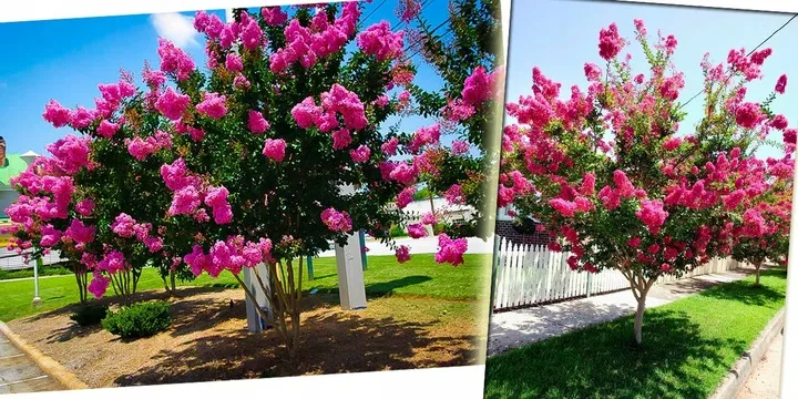 LAGERSTROEMIA INDYJSKA PINK NAJDŁUŻEJ KWITNĄCY KRZEW ŚWIATA Sadz ...