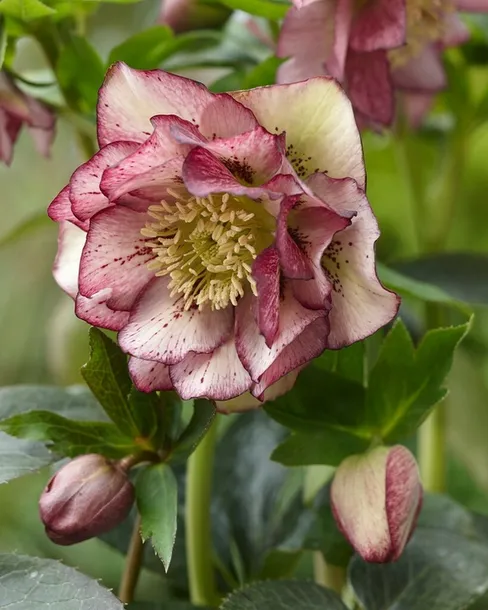CIEMIERNIK HELLEBORUS DOUBLE ELLEN PICOTEE sadzonka 2 letnia doniczka ...