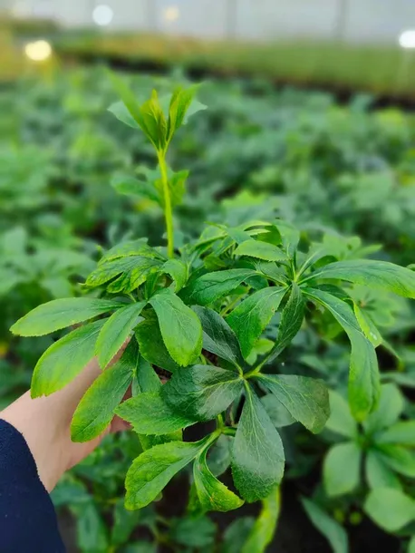 CIEMIERNIK HELLEBORUS DOUBLE ELLEN PICOTEE sadzonka 2 letnia doniczka ...