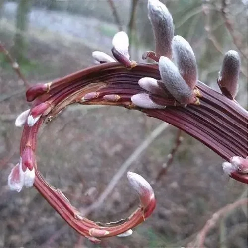 C2 WIERZBA SACHALIŃSK SMOCZA SEKKA SALIX UDENSIS BAZIE 30-50 CM ...